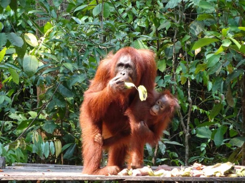 Orang Utan Taman Nasional Tanjung Puting Kalimantan | Foto dari ANA ALDANA
